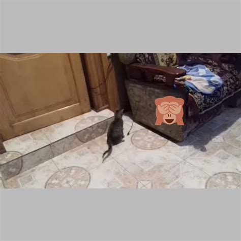 ცელქი კატა Youtube