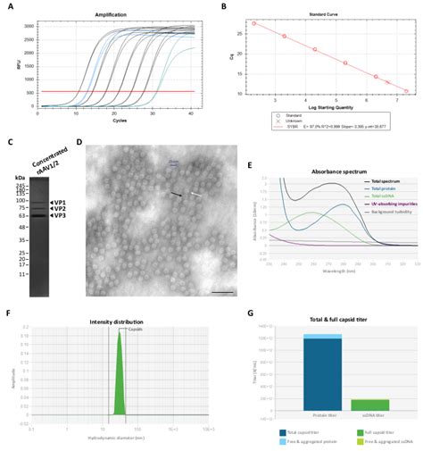 Isolation Of Adeno Associated Viral Vectors Through A Single Step And