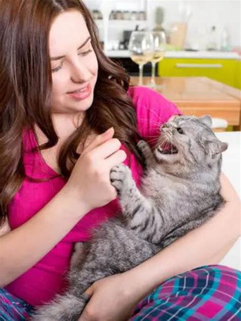 Reasons You Should Know Why Cats Growl Story The Discerning Cat