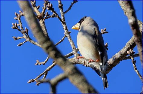 イカル ジョウビタキ雌 江戸さんの野鳥観察