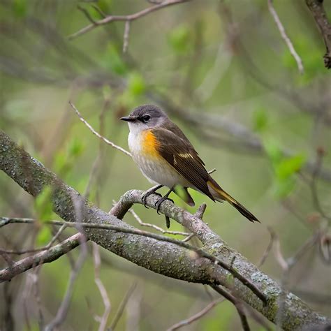 6000 Free American Redstart And Bird Photos Pixabay