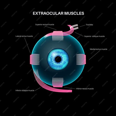 Premium Vector Extraocular Muscles Anatomy