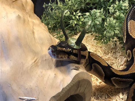 After Watching Loki I Couldnt Resist Seeing Rex Wear The Horns Photo Edit R Ballpython