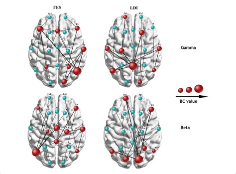 Functional Network Topology Visualization In The Beta And Gamma Download Scientific Diagram