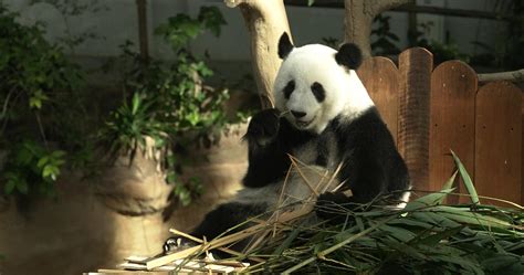 Panda Power Rise Of The Furry Diplomats Tvf International Panda Power Rise Of The Furry Diplomats Tvf International