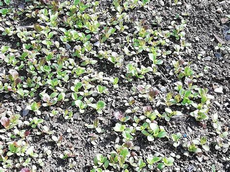 봄상추 파종시기 및 방법