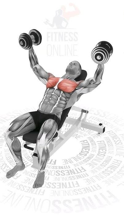 Разведение гантелей на наклонной скамье Breeding Dumbbells On An Incline Bench Youtube