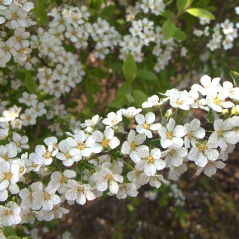 Спирея тунберга (Spiraea thunbergii),купить спирею,саженцы спиреи ...