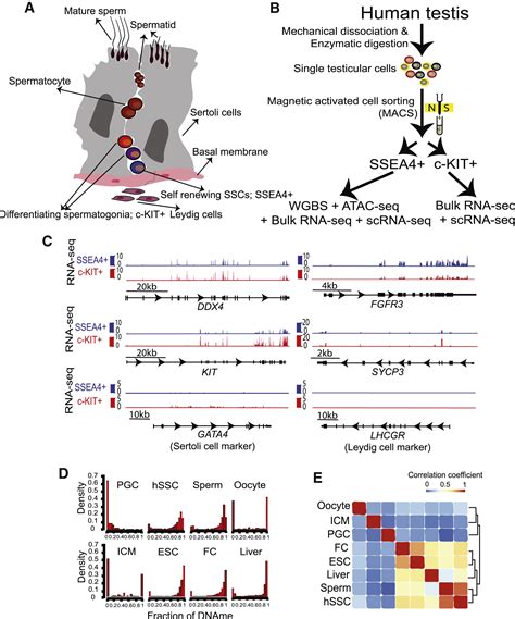 Chromatin And Single Cell Rna Seq Profiling Reveal Dynamic Signaling And Metabolic Transitions