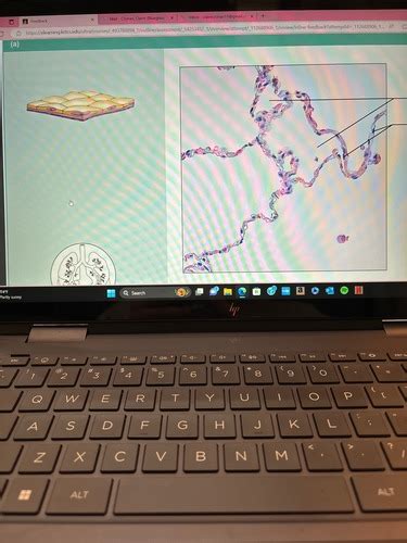 Bio Lab Practical 2 Flashcards Quizlet