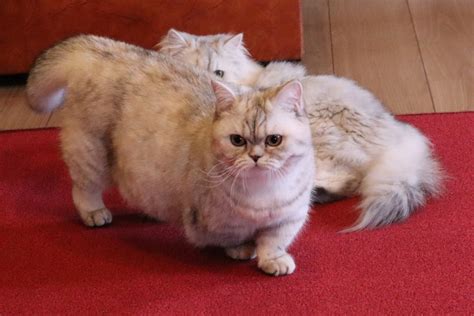 먼치킨 나폴레옹 다리가 짧은 닥스훈트 고양이 비마이펫 라이프