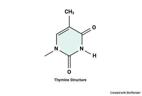 Thymine Structure Structure Of Nucleic Acids Biology For Majors I