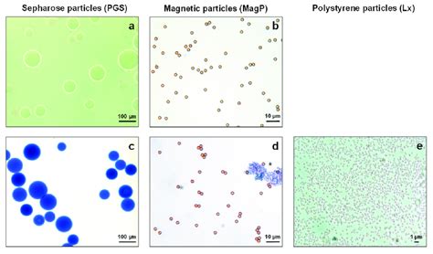 A E Particles Were Analyzed By Phase Contrast Microscopy A B To Download Scientific Diagram