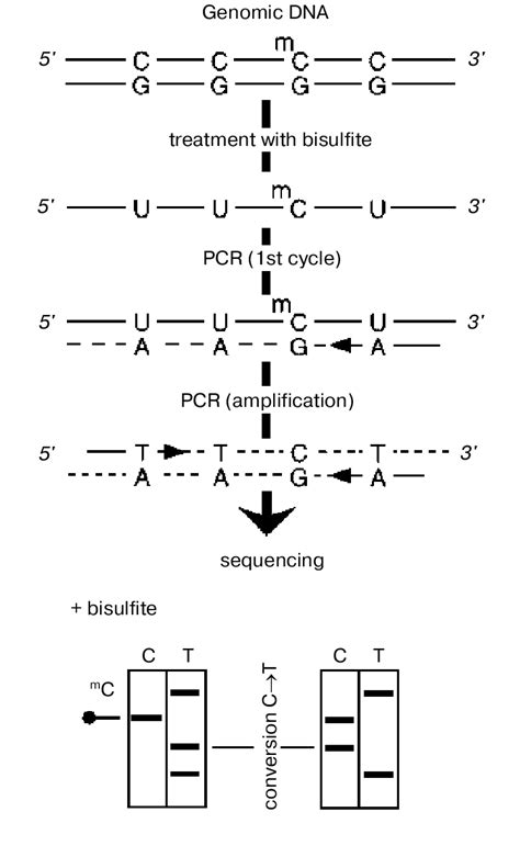 Bisulfite Sequencing Dna Is Denatured And Treated With Sodium Download Scientific Diagram
