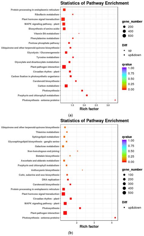 Transcriptome And Metabolome Profiling Provide Insights Into Flavonoid Synthesis In Acanthus