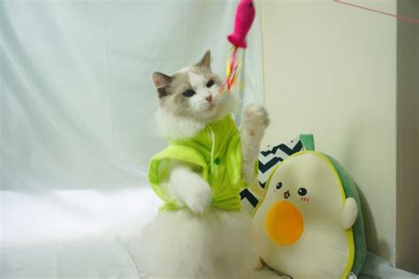 常见猫咪肢体语言，你都知道哪些？ 知乎