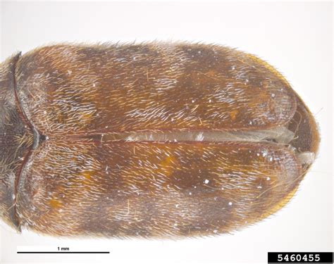 Warehouse Beetle Trogoderma Variabile
