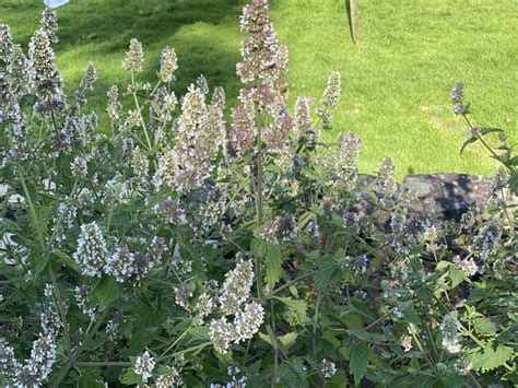 A Complete Guide To Growing Catnip From Seed To Harvest HubPages