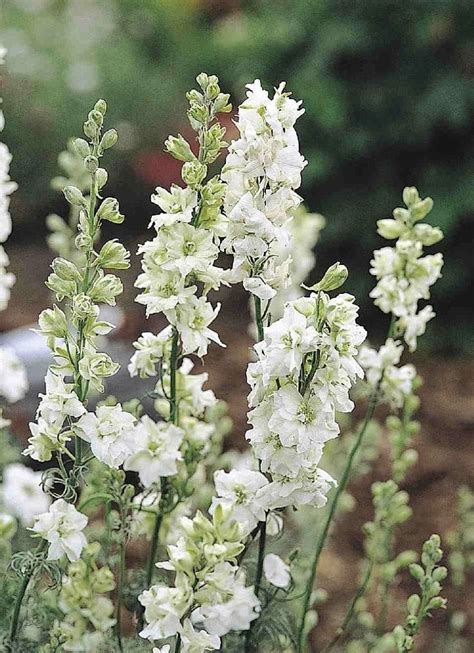 40 Larkspur White Seeds In 2022 Larkspur White Larkspur Larkspur Flower