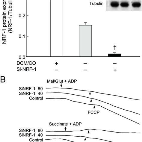 Mitochondrial Sdhcomplex Ii Gene Expression In H9c2 Cells A Gel Download Scientific Diagram