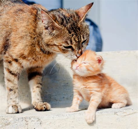 Mothers Day 15 Adorable Mama Cats And Their Kittens [pictures] Cattime