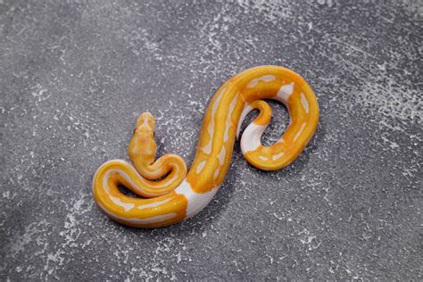 Candy Pied Reality Ball Python