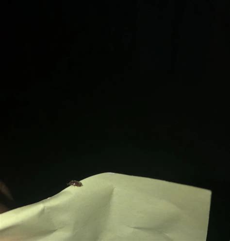 Is This A Bedbug Scrolller