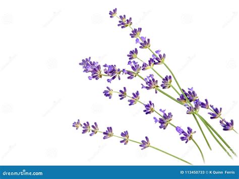 Sprigs Of Lavender Flowers Isolated On White Background Stock Image