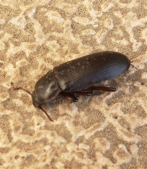 Sow Bugs Pill Bugs Pest Control Canada