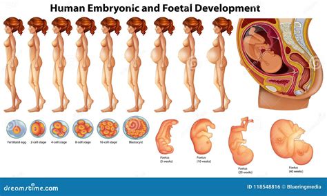 Vector Of Human Embryonic And Foetal Development Stock Vector
