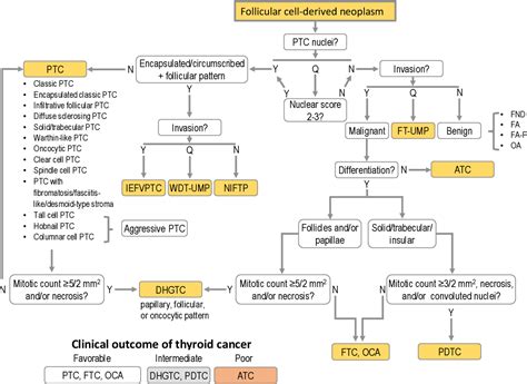 Figure 2 From Update From The 2022 World Health Organization Classification Of Thyroid Tumors A