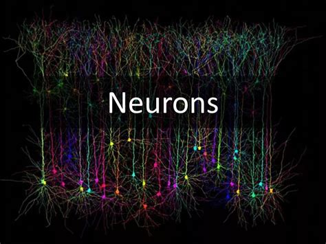 PPT Neurons PowerPoint Presentation Free Download ID
