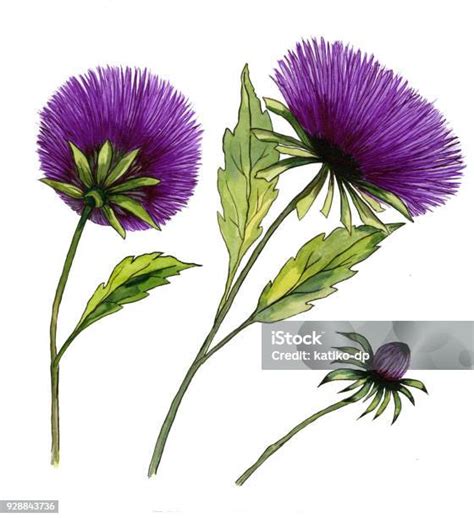 녹색 잎 줄기에 아름 다운 보라색과 꽃 꽃 두 꽃과 꽃 봉 오리 흰색 배경에 고립의 집합입니다 수채화 그림입니다 손으로 그린 그림입니다 개체 그룹에 대한 스톡 벡터 아트 및