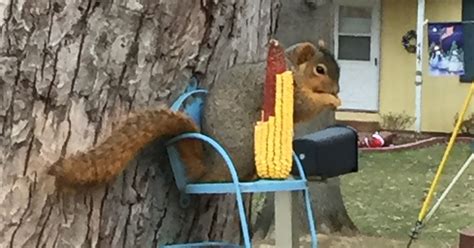 Man Builds Babe Chair For Squirrels In His Backyard The Dodo