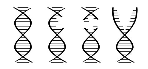 Dna Break Or Broken String Double Helix Royalty Free Vector