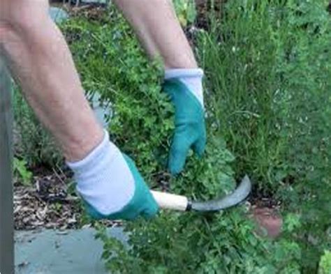 Шарилж хогийн ургамлыг тайрах хугацаа