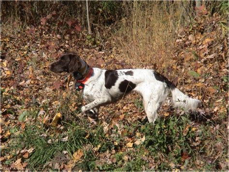 Small Munsterlander Facts Pictures Puppies Breeders Price