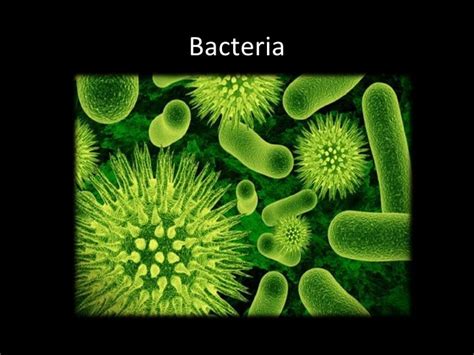 Chapter 2 Understanding Microorganisms