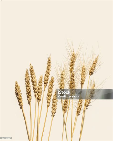 Tutup Telinga Kuning Matang Gandum Gandum Hitam Gandum Hitam Dengan Latar Belakang Krem Tampilan