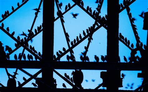 Electromagnetic Radiation From Power Lines And Phone Masts Poses Credible Threat To Wildlife