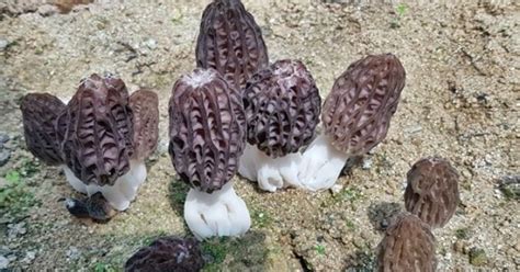 유럽서 각광받는 ‘모렐버섯 농진청서 국내 첫 인공재배 성공