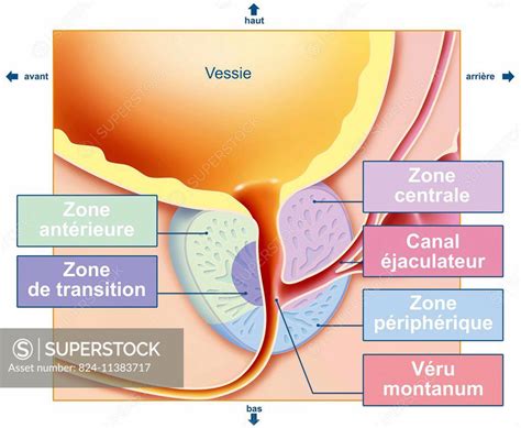 Illustration Of The Anatomy Of The Prostate The Anterior Zone Green