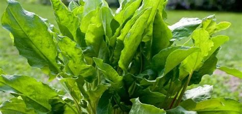 Как вырастить щавель на даче советы и секреты ухода