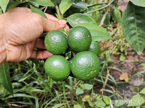 秋天影响柑橘果实膨大四大原因 知乎