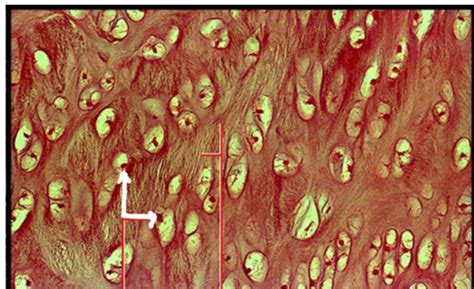 Biol 131 Labs 2 And 3 Histology Flashcards Quizlet