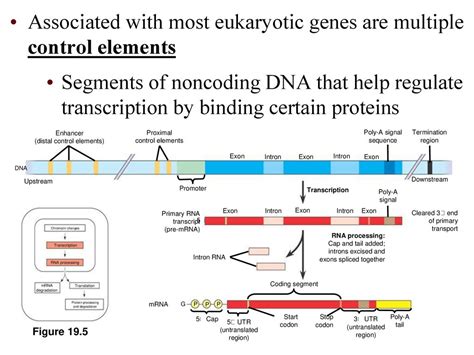 Overview How Eukaryotic Genomes Work And Evolve Ppt Download