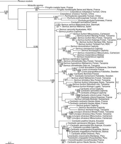 The Nd3 Majority Rule Consensus Tree The 50 Majority Rule Consensus