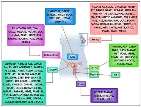 The Role Of Long Non Coding Rnas Lncrnas In Female Oriented Cancers
