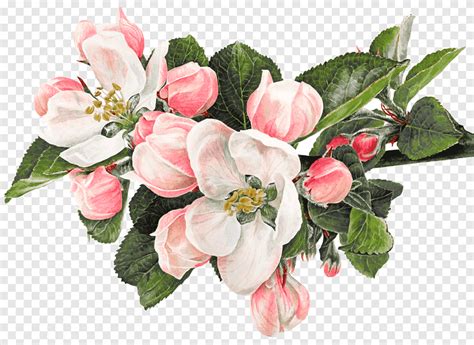무료 다운로드 흰색과 분홍색 사과 꽃 그림 꽃 수채화 그림 사과 그림 자홍색 프레임 꽃꽂이 분기 Png Pngegg