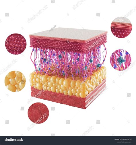 Skin Layers Structure Epidermis Dermis Hypodermis Stock Illustration 2423714139 Shutterstock